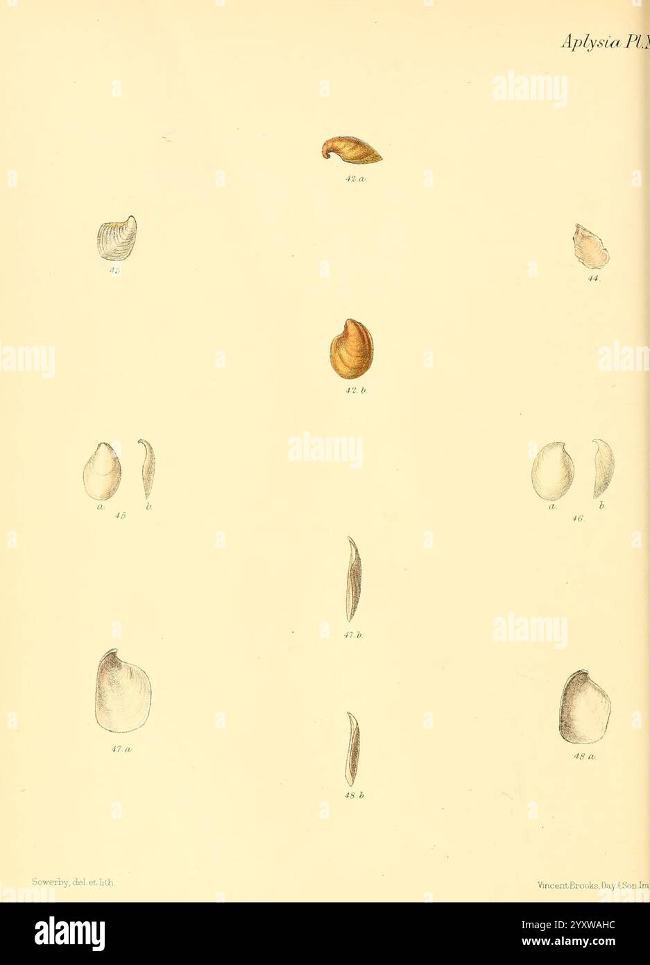 Variety of acorn shapes hi-res stock photography and images - Alamy