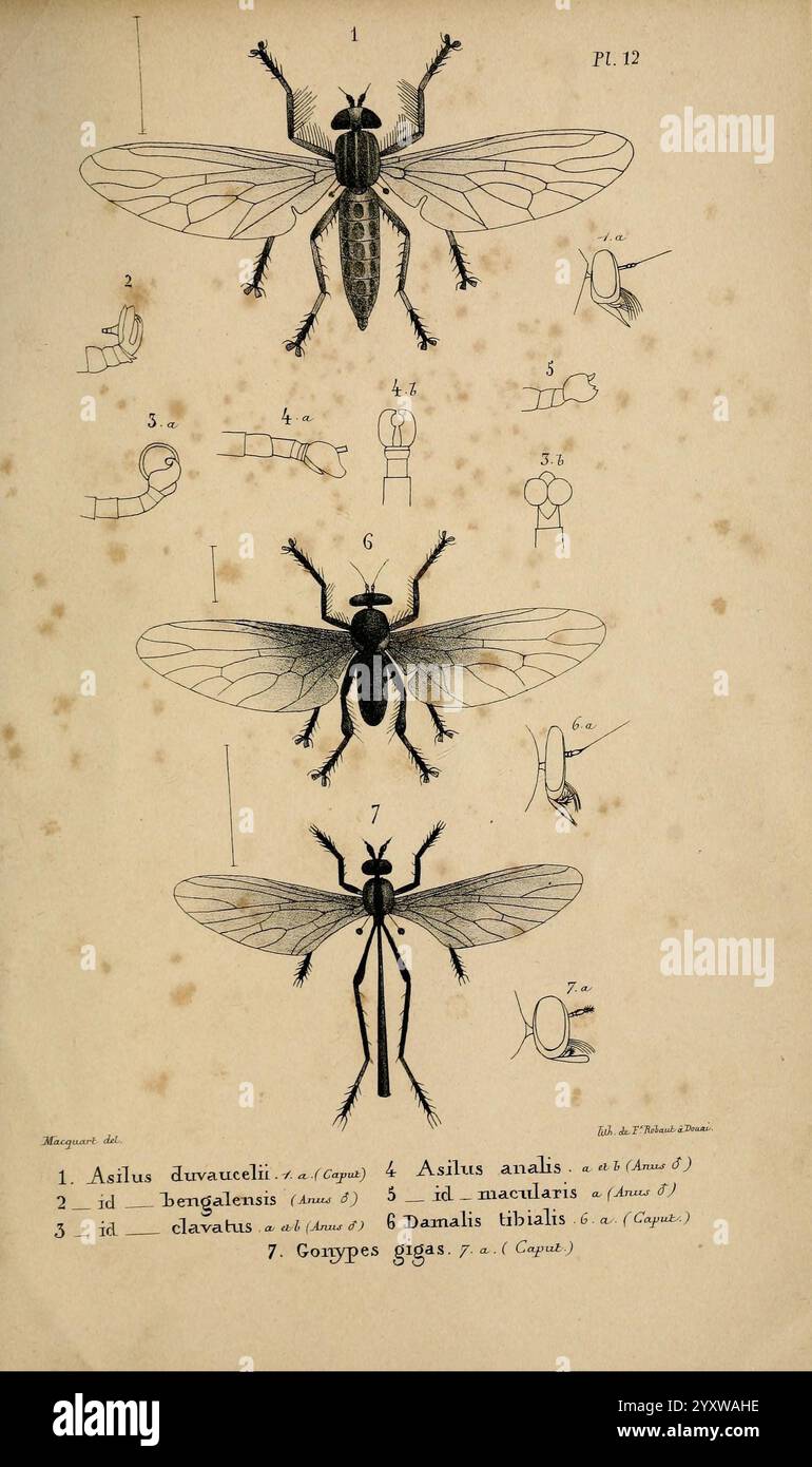 Detailed labeled diagrams of different body parts hi-res stock ...