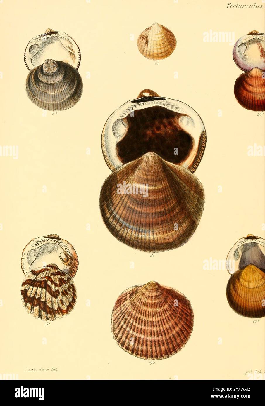 Conchologia iconica, or Illustrations of the shells of molluscous ...