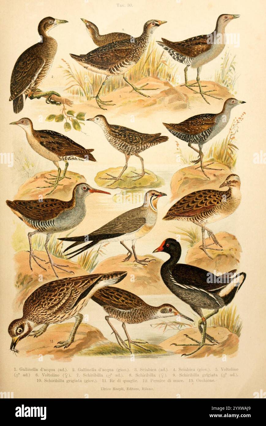 Waterfowl classification hi-res stock photography and images - Alamy