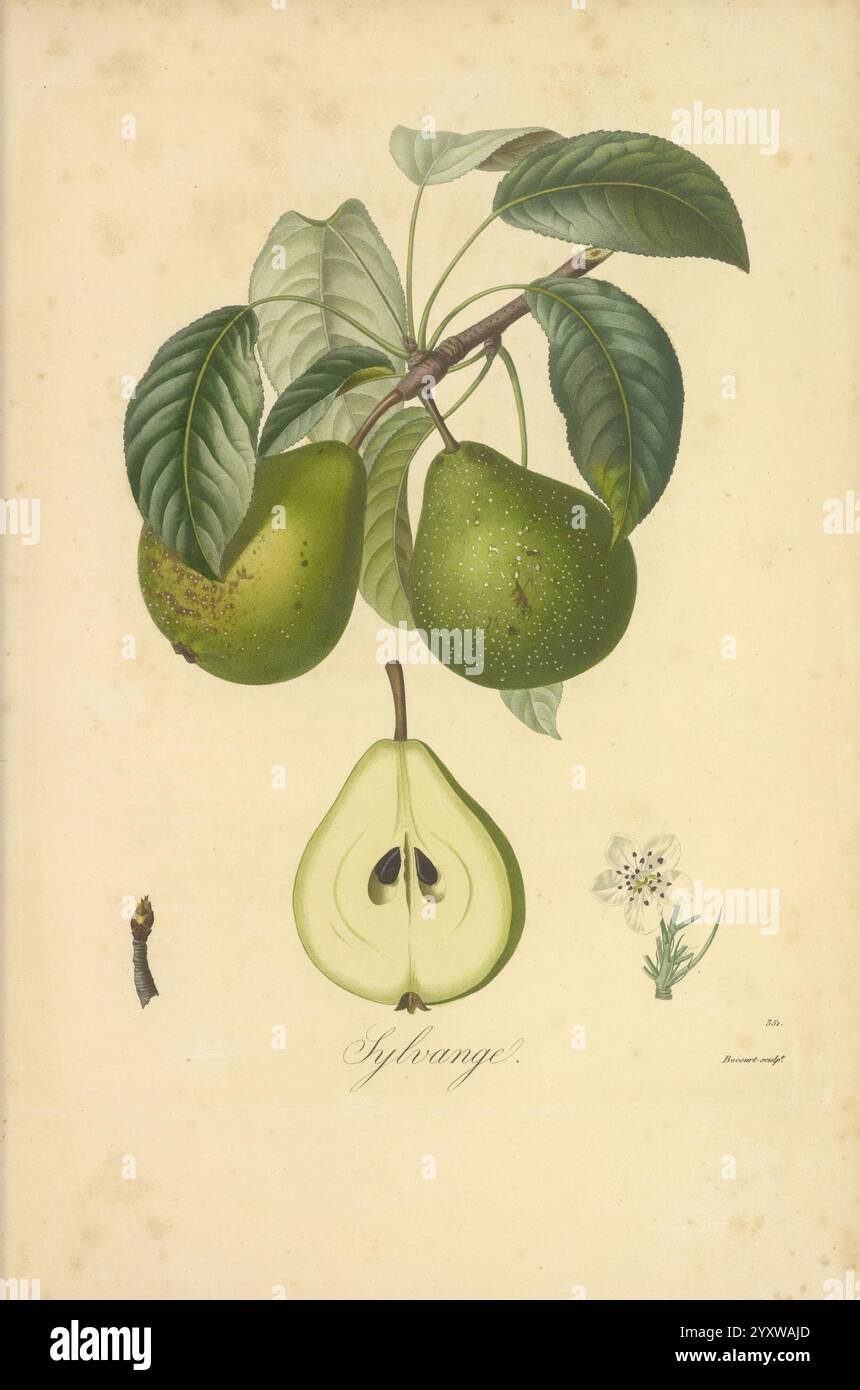Pomologie française, Paris, Langlois et Leclercq, 1846, arbres ...