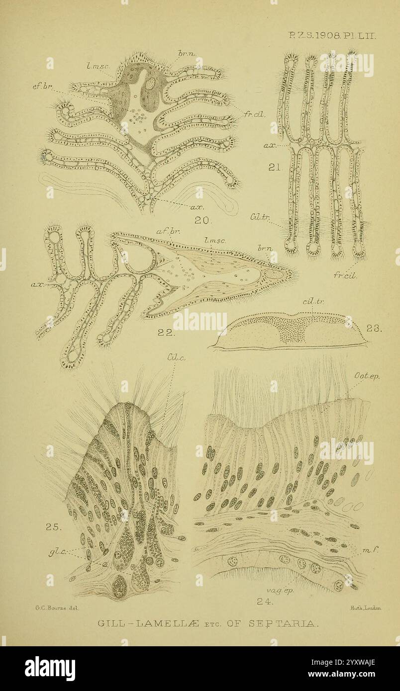 Labeled anatomical diagrams hi-res stock photography and images - Alamy