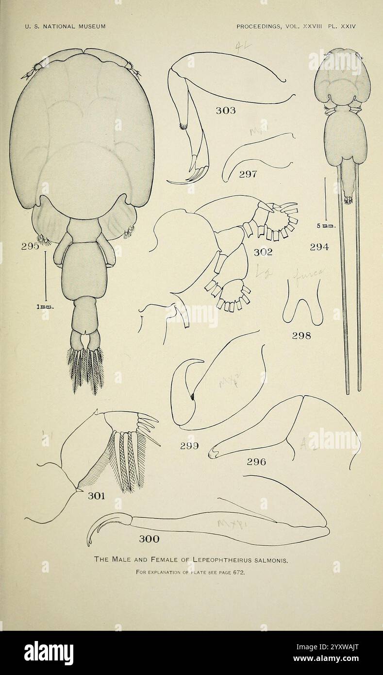 North American parasitic copepods belonging to the family Caligidae ...