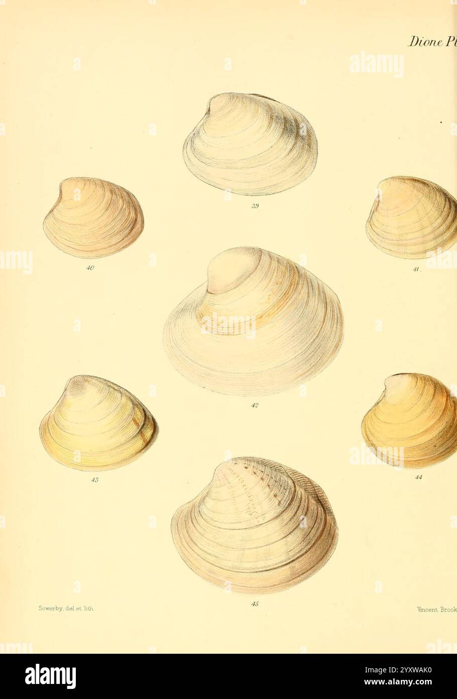 Conchologia iconica, or Illustrations of the shells of molluscous ...