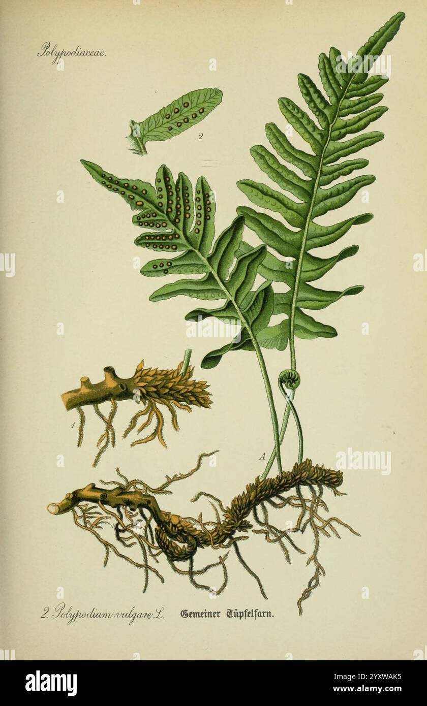 Flora von Deutschland, Österreich und der Schweiz. Gera, Zezschwitz ...