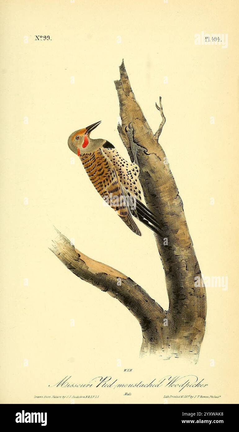 Birds unique position hi-res stock photography and images - Alamy