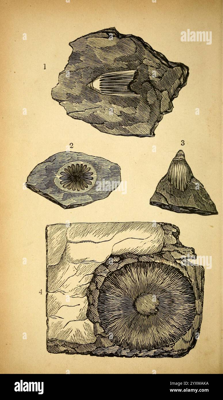 Fossil specimens labeled hi-res stock photography and images - Alamy