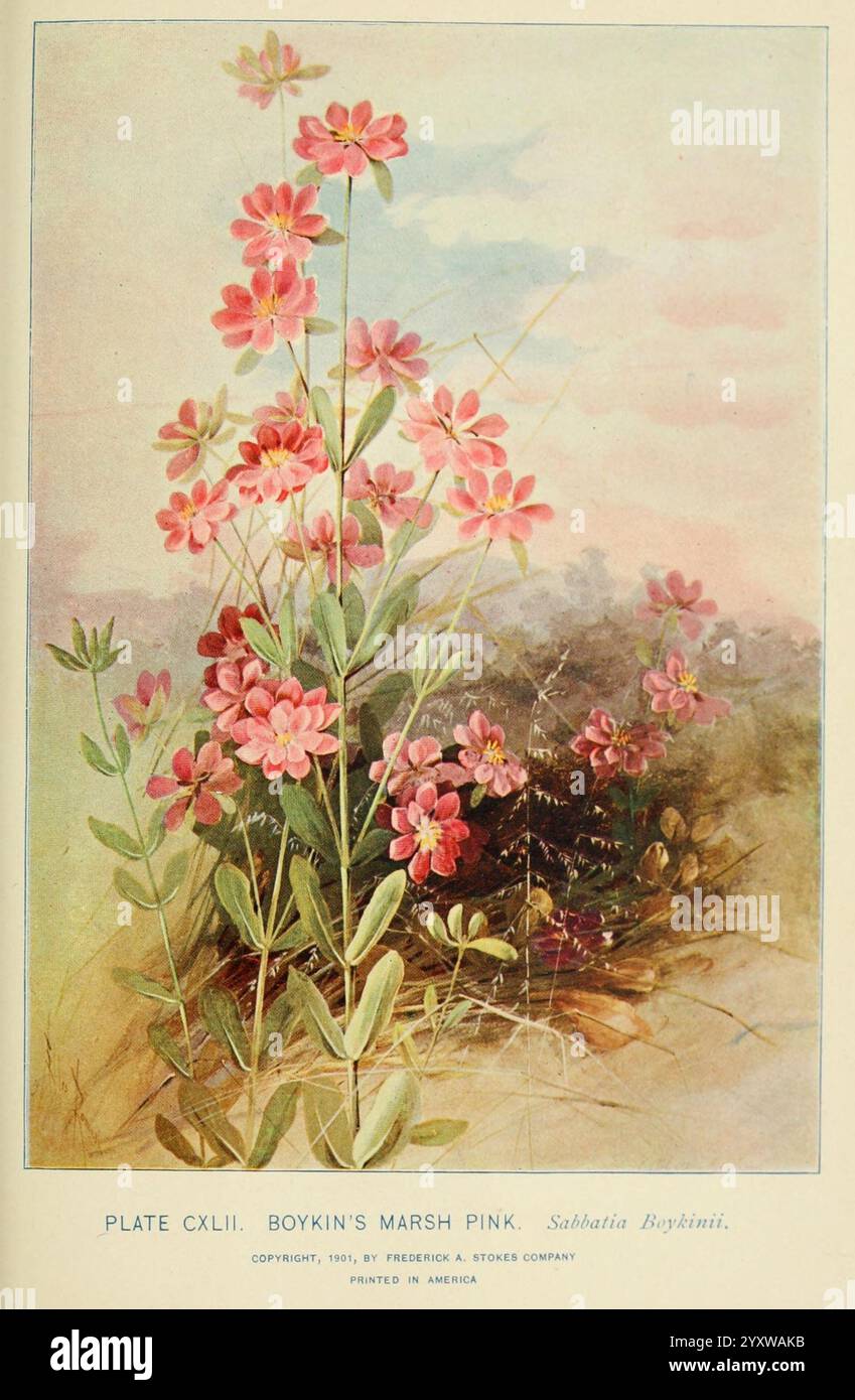 Southern wild flowers and trees, New York, Stokes [1901], botany ...