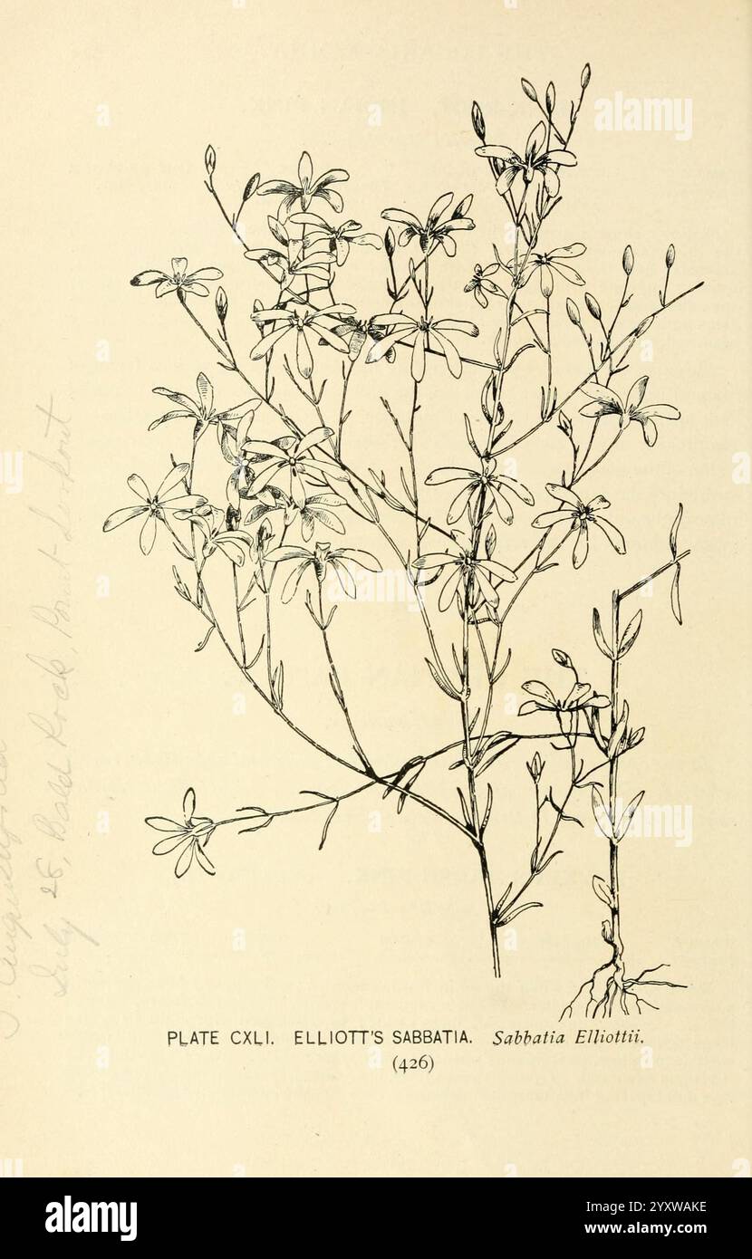Southern, wild, flowers, and, trees, New York, Stokes, [1901], botany ...