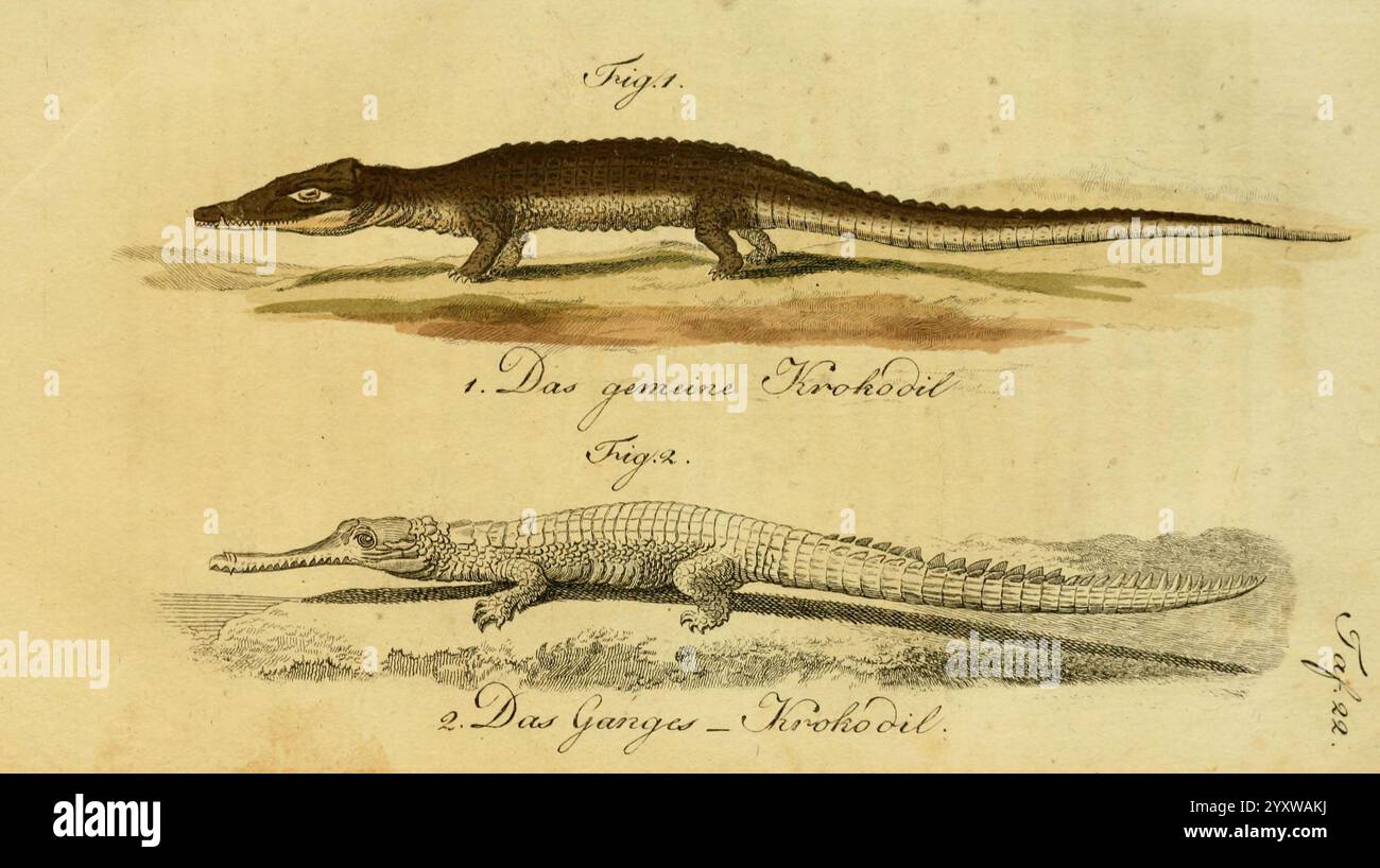 Das ganze krokodil hi-res stock photography and images - Alamy