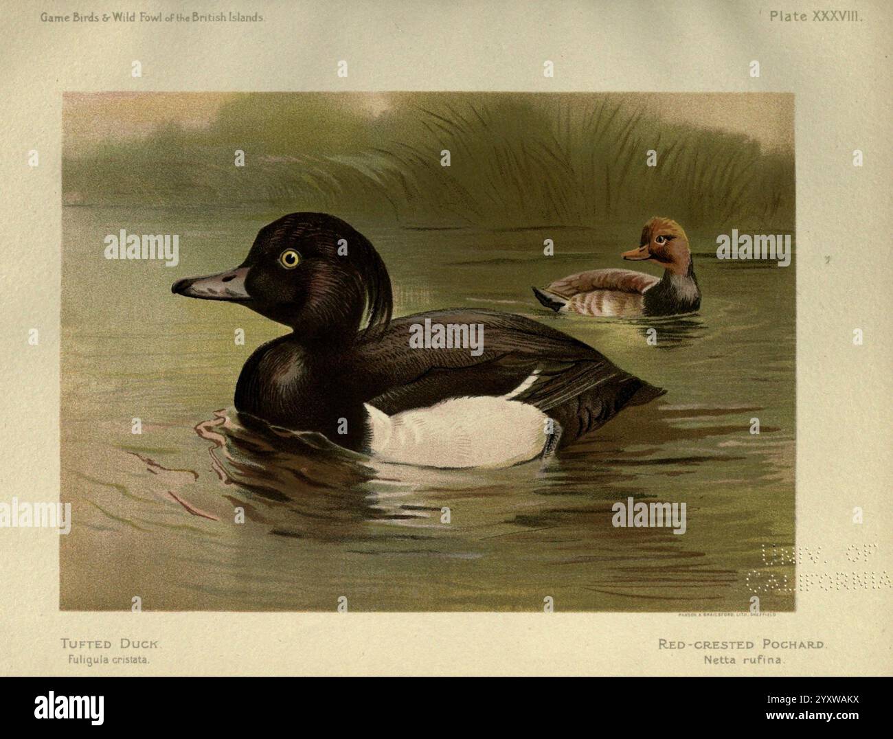 The game birds and wild fowl of the British Islands Sheffield, Pawson ...