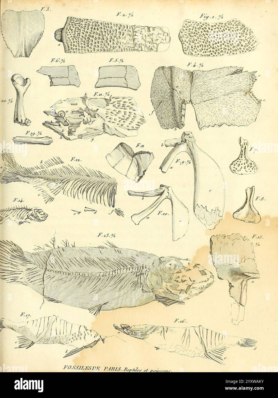 Illustration displays various fossilized teeth hi-res stock photography ...