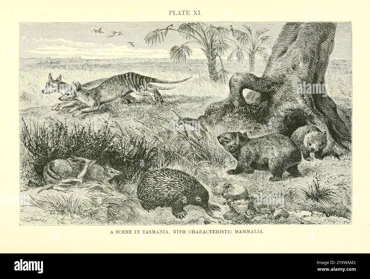 The, geographical, distribution, of, animals, 1876, paleontology ...