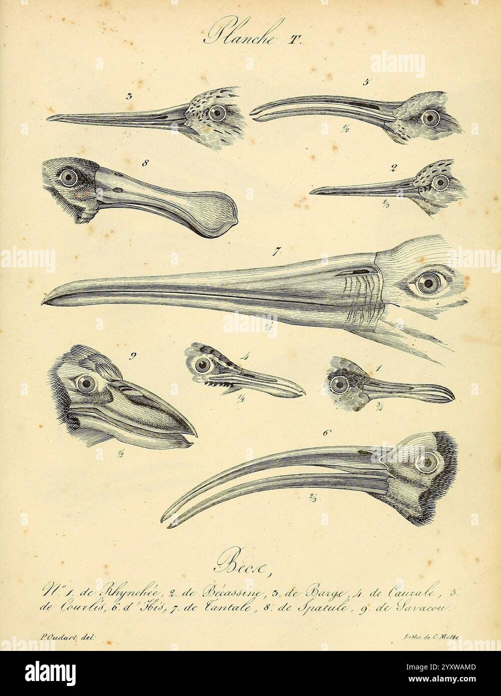 Marine fish skulls hi-res stock photography and images - Alamy