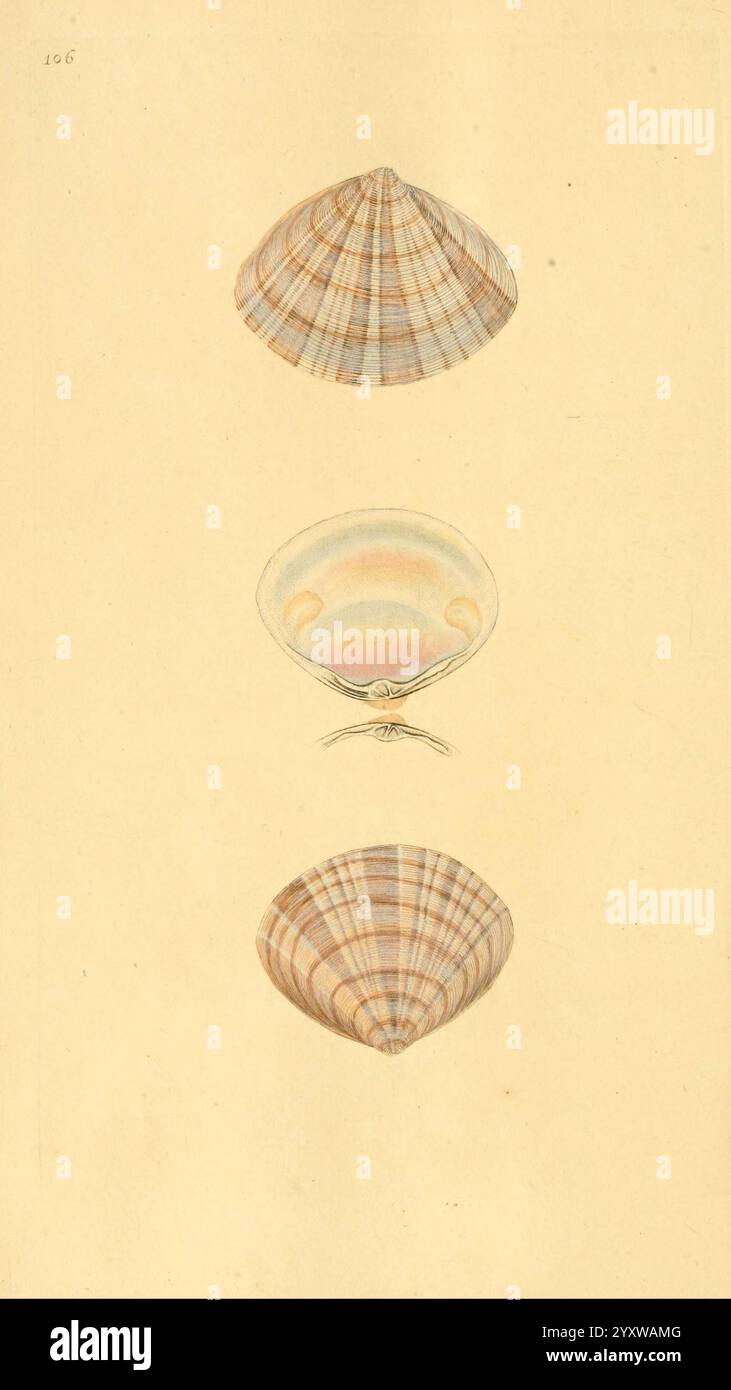 Rounded form characterized hi-res stock photography and images - Alamy