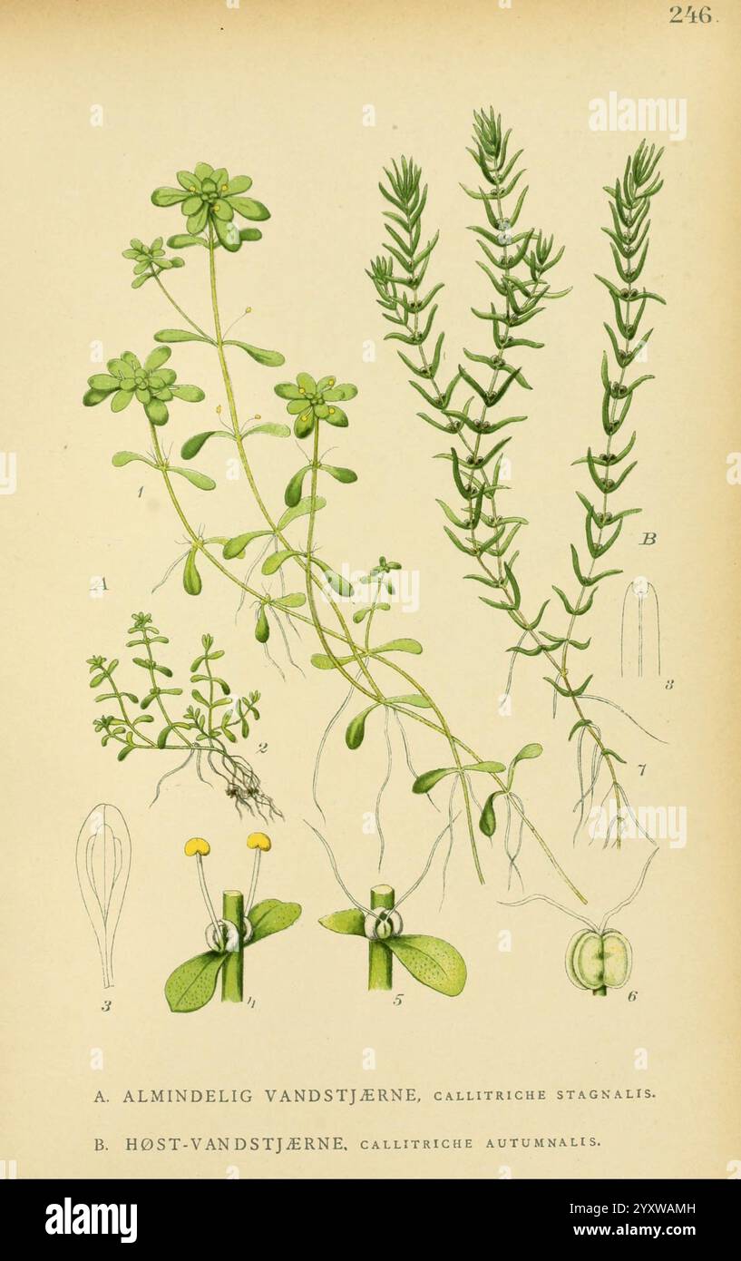 Billeder af Nordens flora, København, G.E.C. Gad, 1901-1903 [i.e. 1907 ...