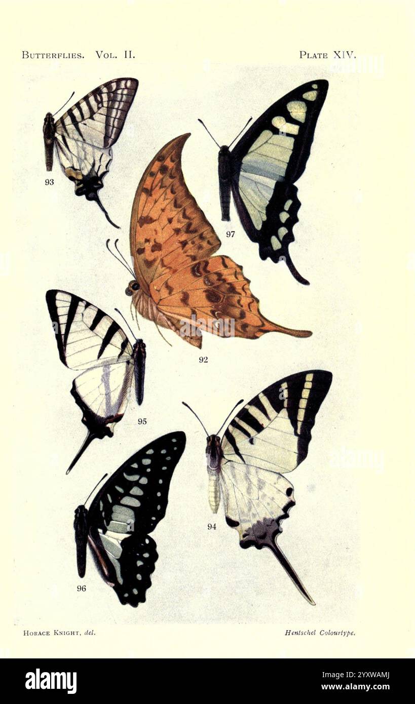 Central butterfly features hi-res stock photography and images - Alamy