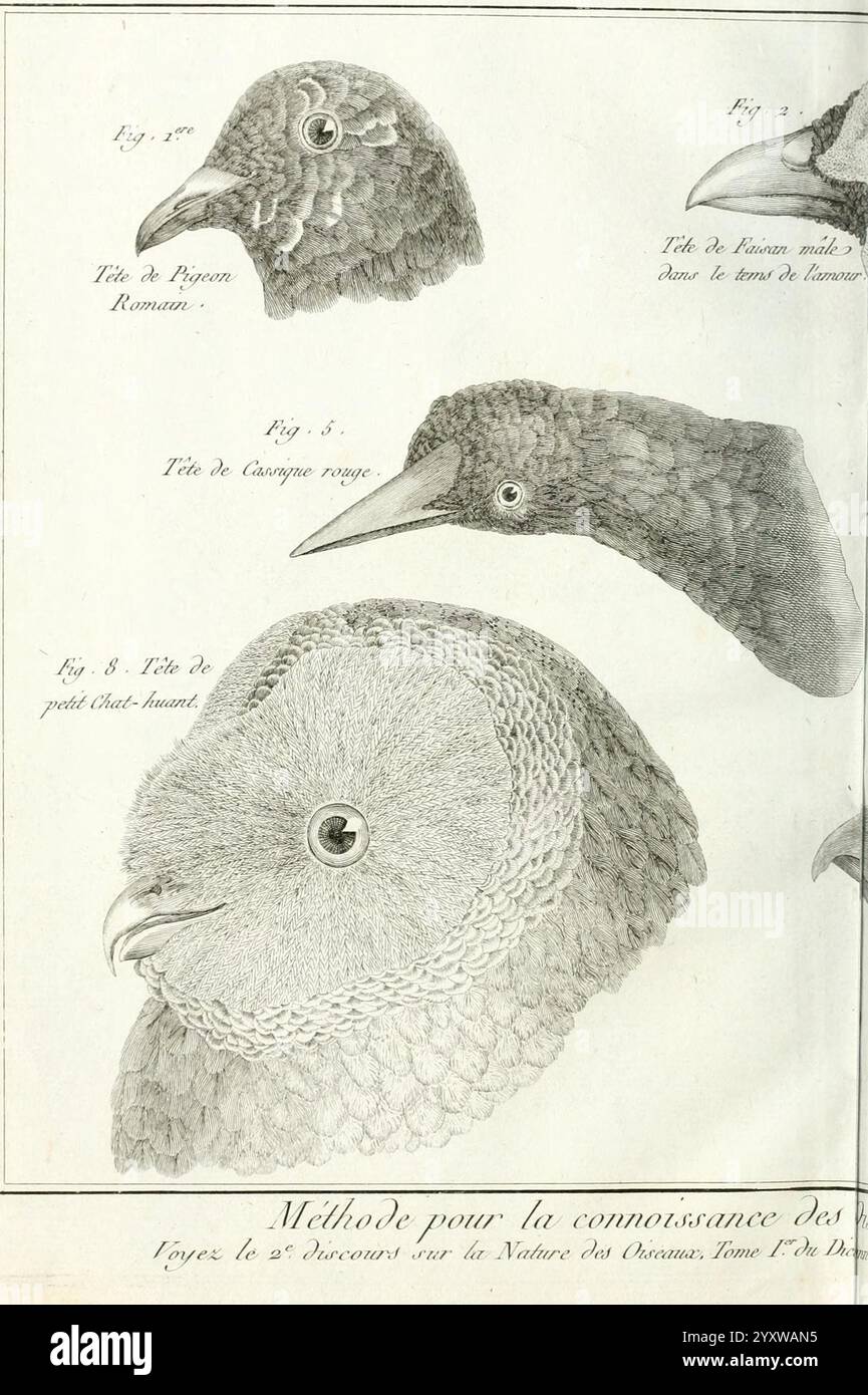 Tableau encyclopédique et méthodique des trois règnes de la nature. A ...