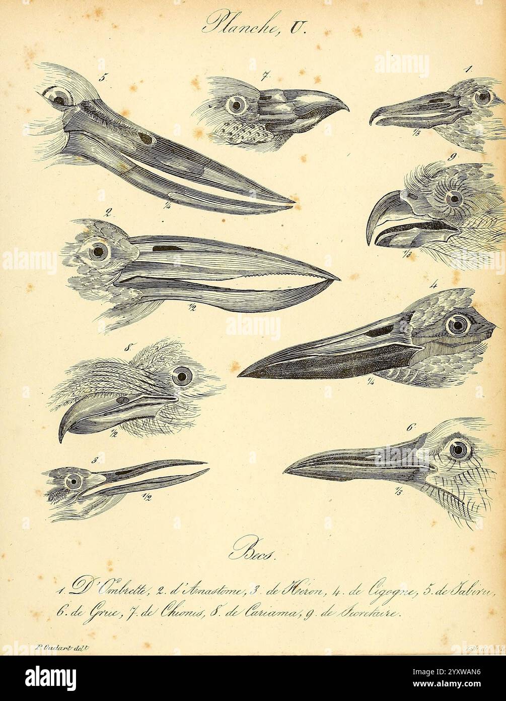 Cephalopod morphology hi-res stock photography and images - Alamy