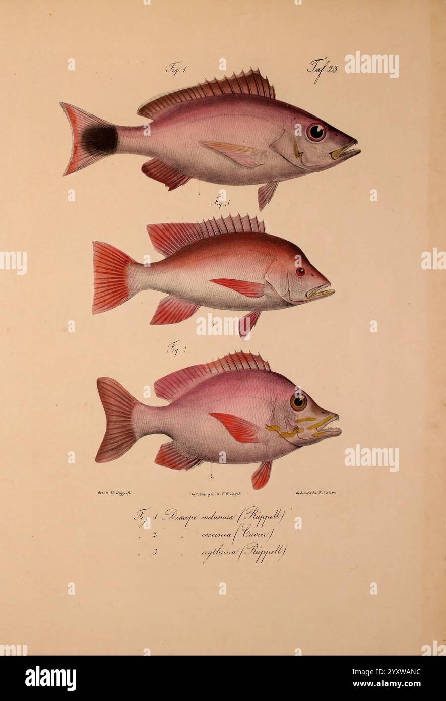 Humpback red snapper diacope coccinea diacope hi-res stock photography ...