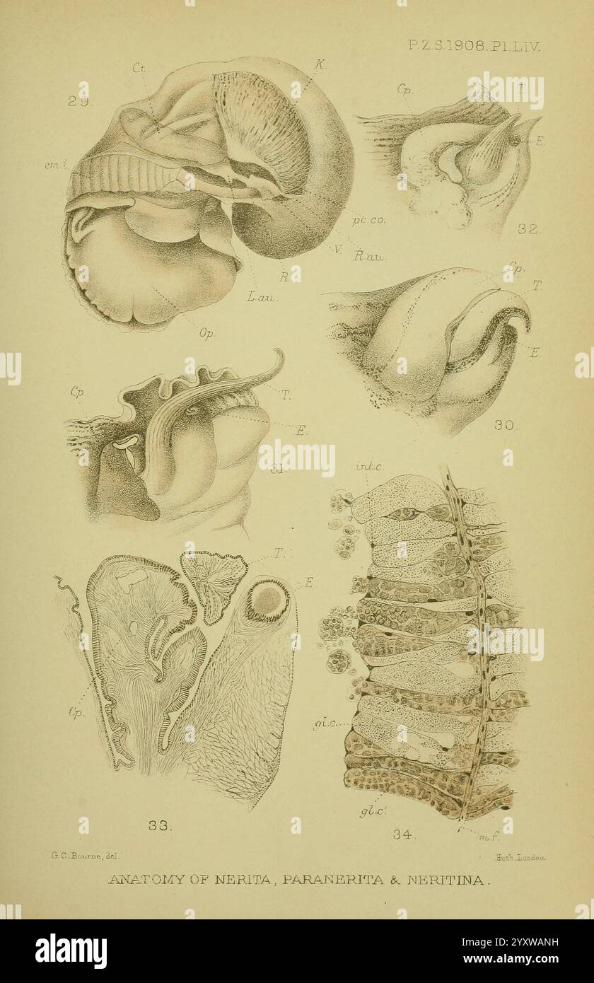 Featuring various labeled anatomical structures hi-res stock ...
