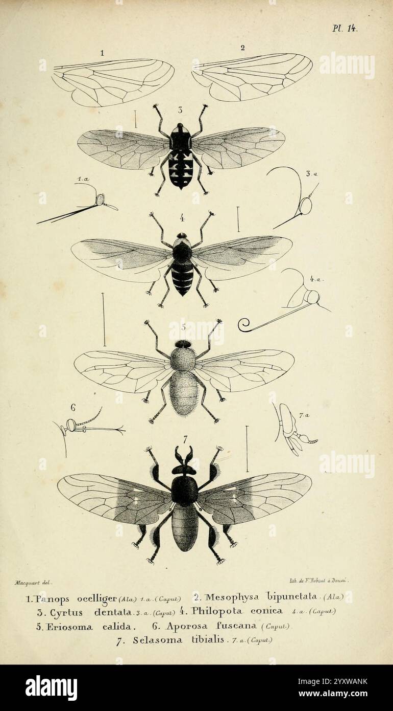 Diptères exotiques nouveaux ou peu connus Paris, Roret, 1838-1843 ...