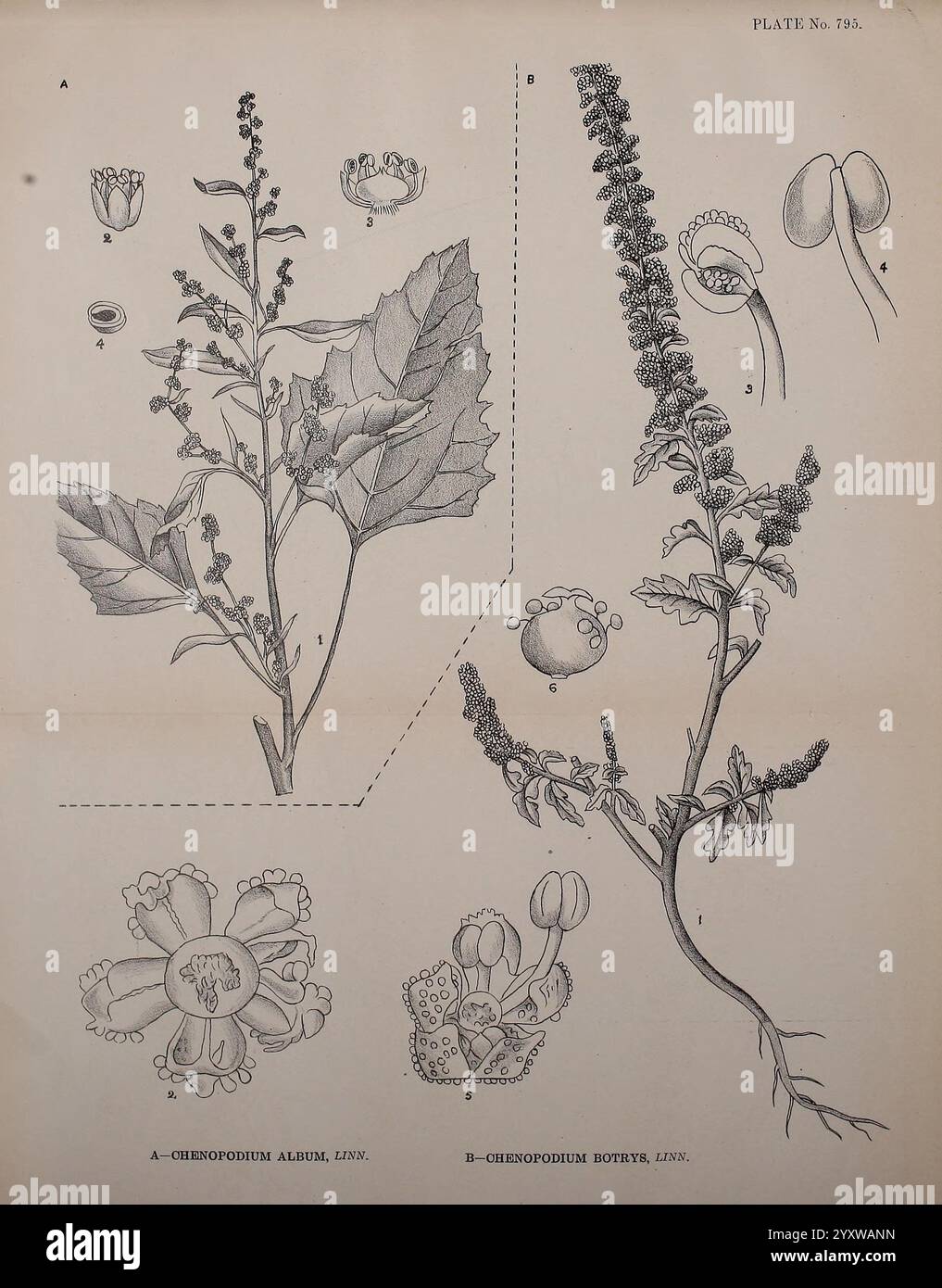 Indian, medicinal, plants, Bahadurganj, India, Sudhindra, Nath, Basu ...