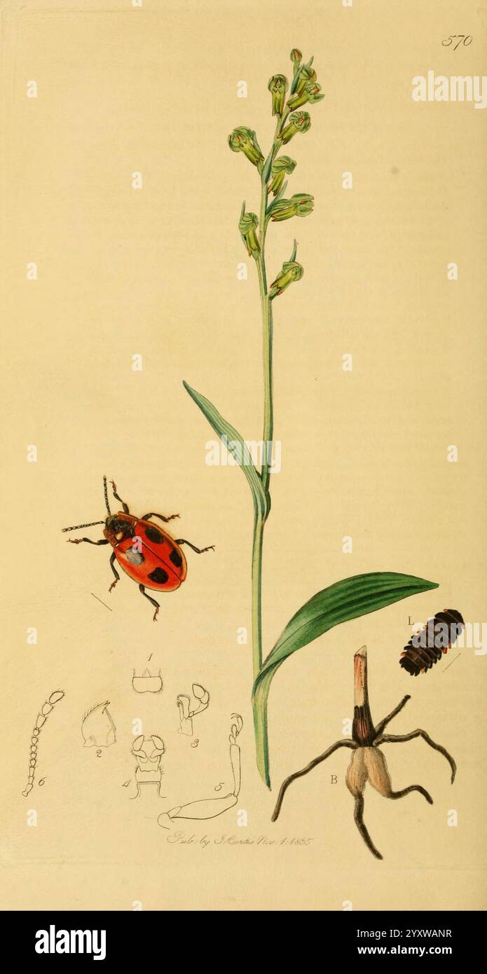 Spiny appendage hi-res stock photography and images - Alamy