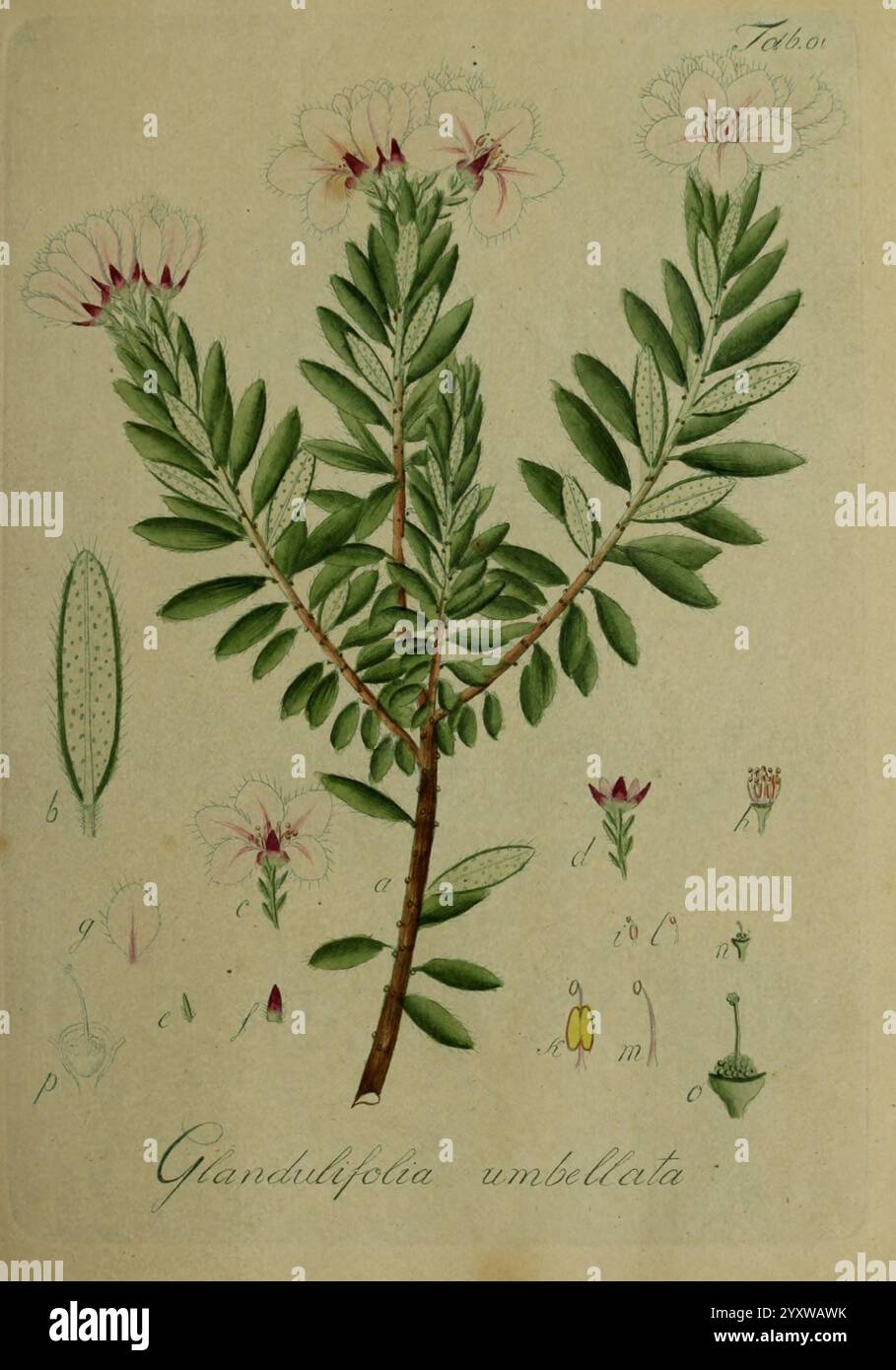 Collectio plantarum tam exoticarum, quam indigenarum, cum delineatione ...