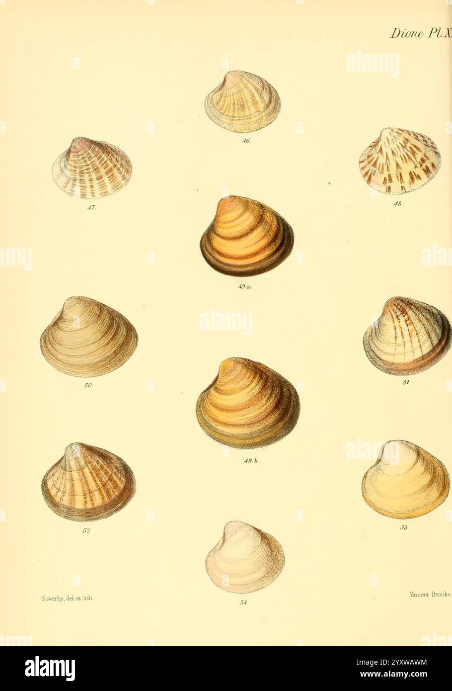 Conchologia Iconica, or Illustrations of the shells of molluscous ...