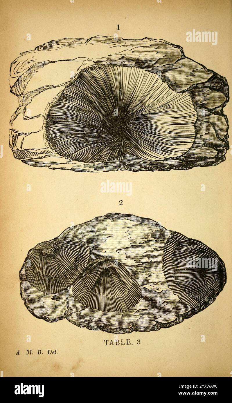 Prominent radial pattern hi-res stock photography and images - Alamy
