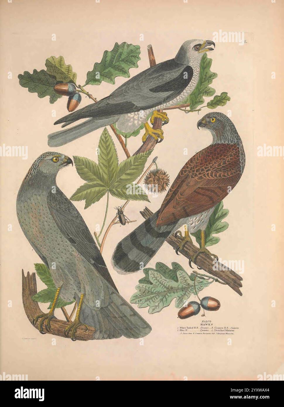 Illustrations of the American Ornithology of Alexander Wilson and ...