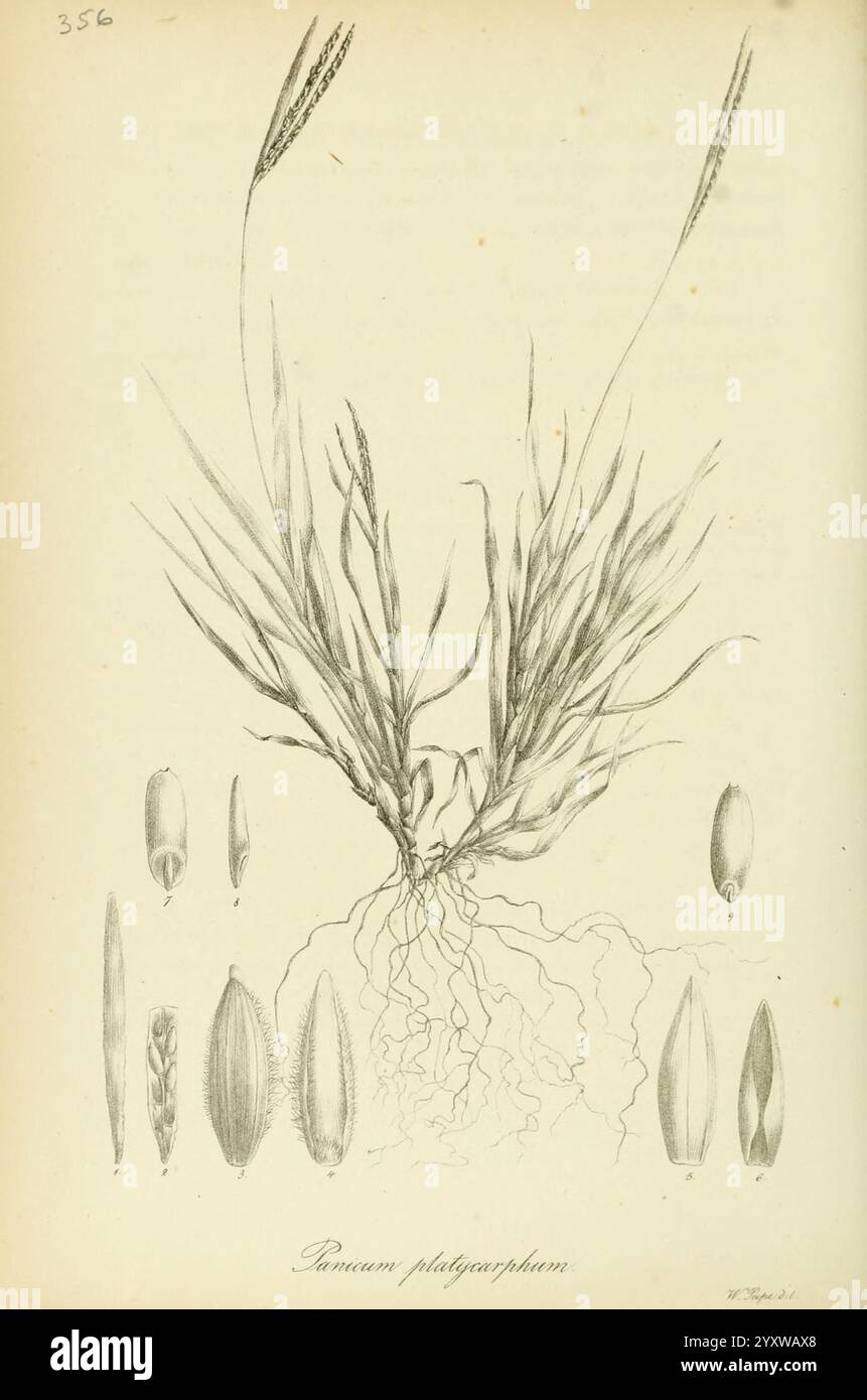 Seed forms emphasize hi-res stock photography and images - Alamy