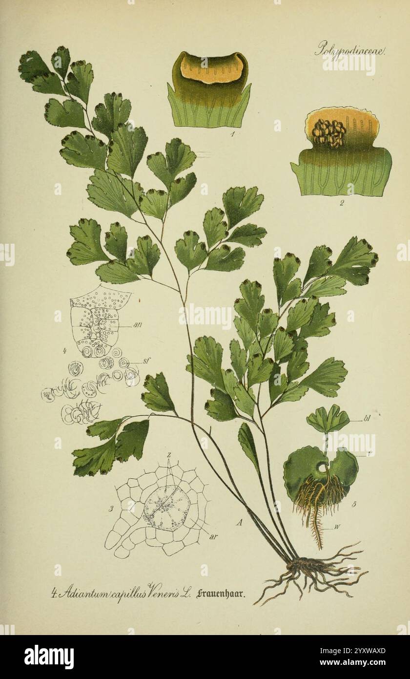Flora von Deutschland, Österreich und der Schweiz Gera, Zezschwitz ...
