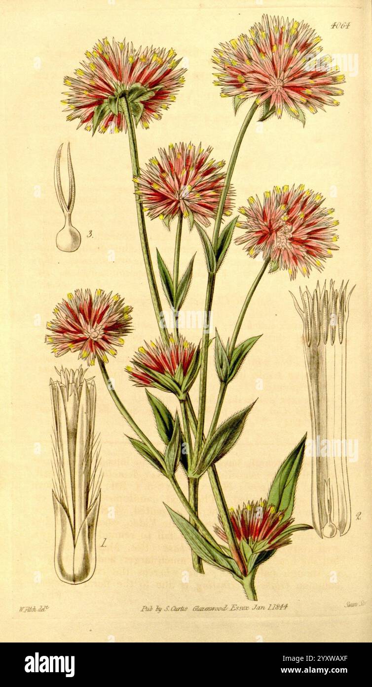 Curtis's Botanical Magazine, London, New York, botanical illustration ...