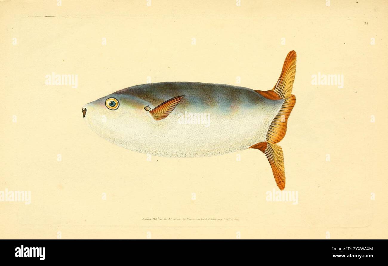 The natural history of British fishes, London, Printed for the author ...
