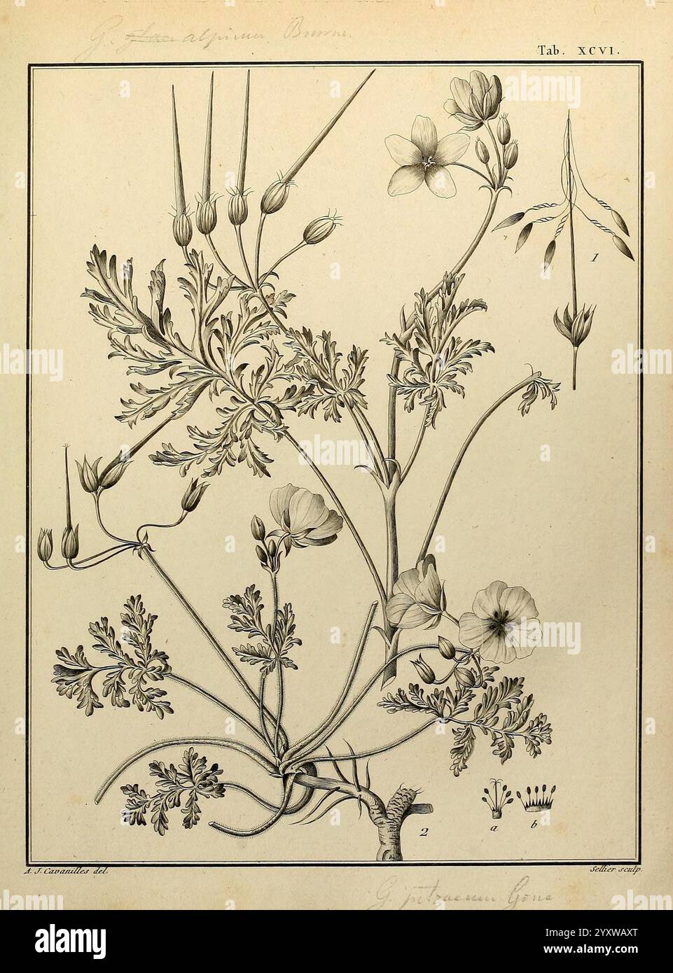 Leaves exhibit diverse textures hi-res stock photography and images - Alamy