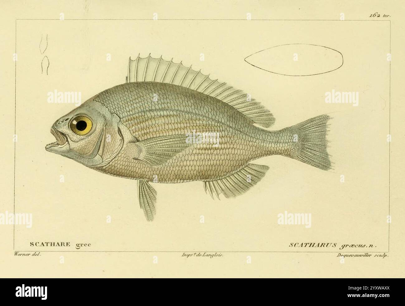 Fishs lifelike quality hi-res stock photography and images - Alamy