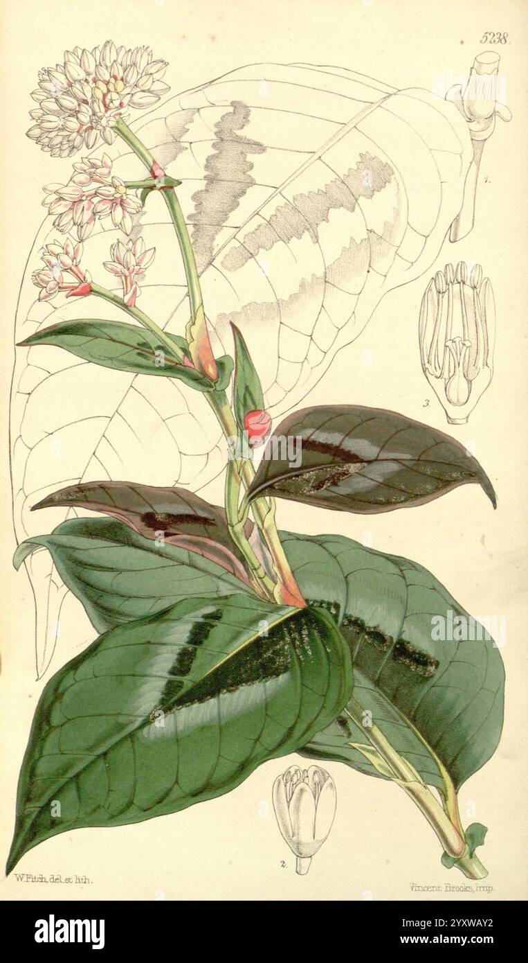 Curtis's Botanical Magazine, London, New York, Botanical Illustration ...