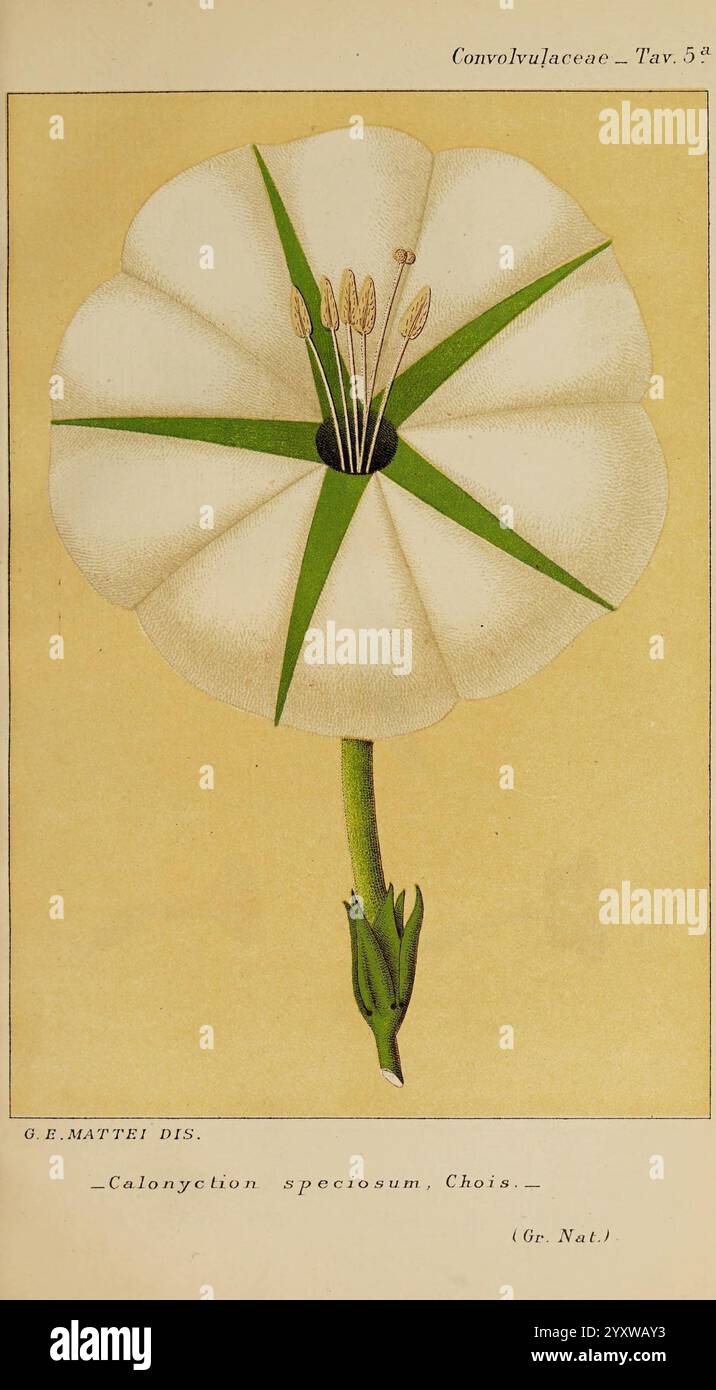 Calonyction speciosum species hi-res stock photography and images - Alamy