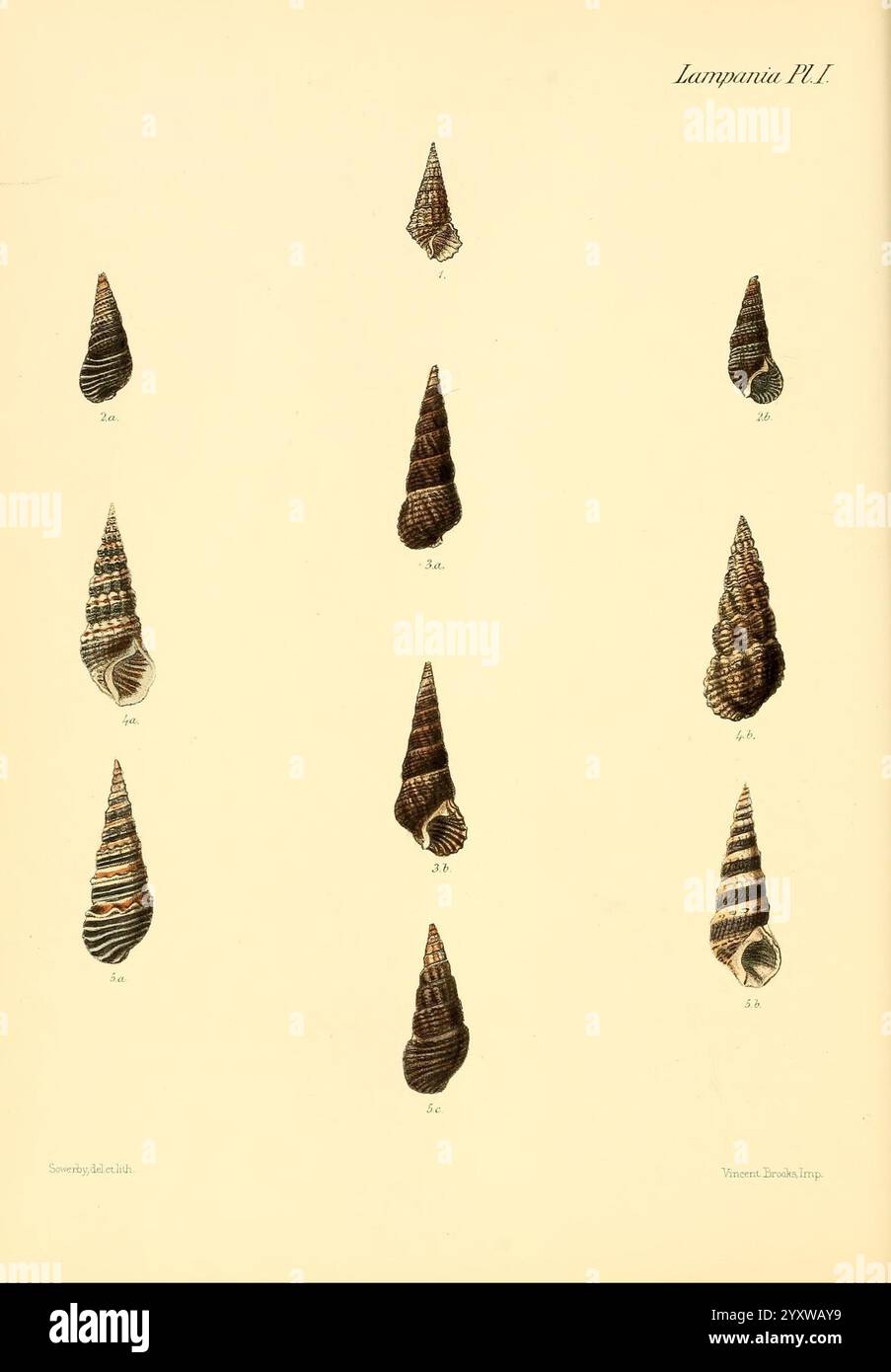 Conchologia iconica, or Illustrations of the Shells of Molluscous ...