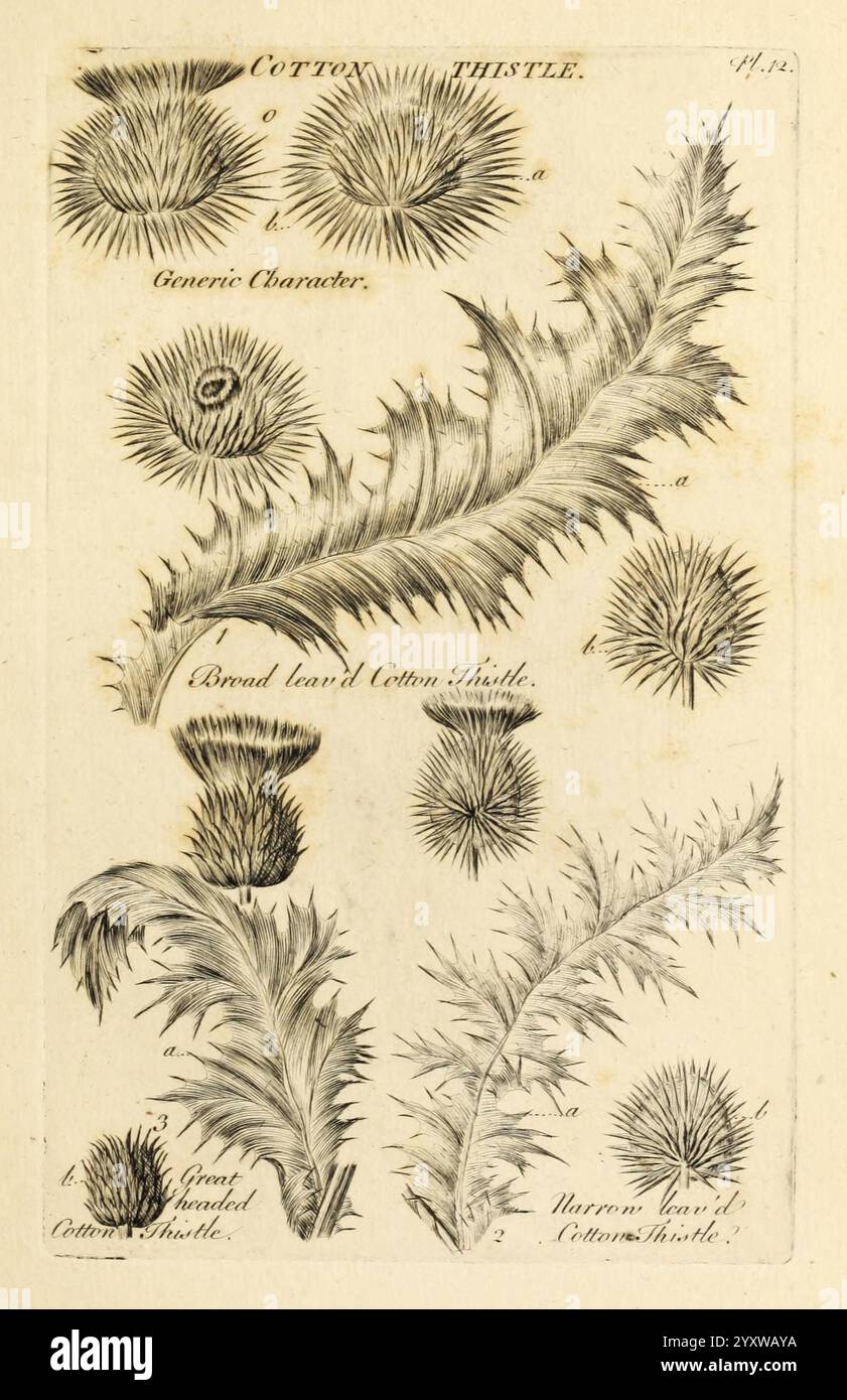 The vegetable system London 1759-1763 Botany Pictorial works, A ...