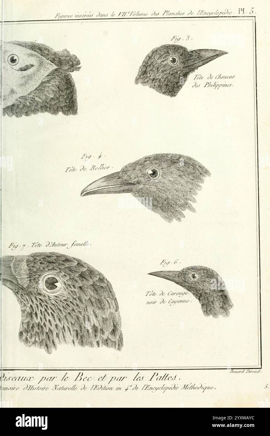 Showcasing variations in beak shapes hi-res stock photography and ...