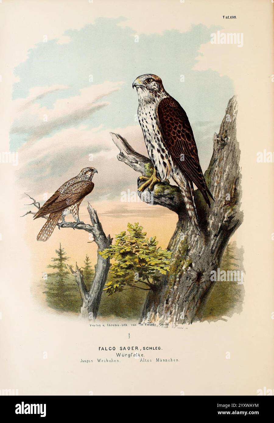 Falco bager hi-res stock photography and images - Alamy