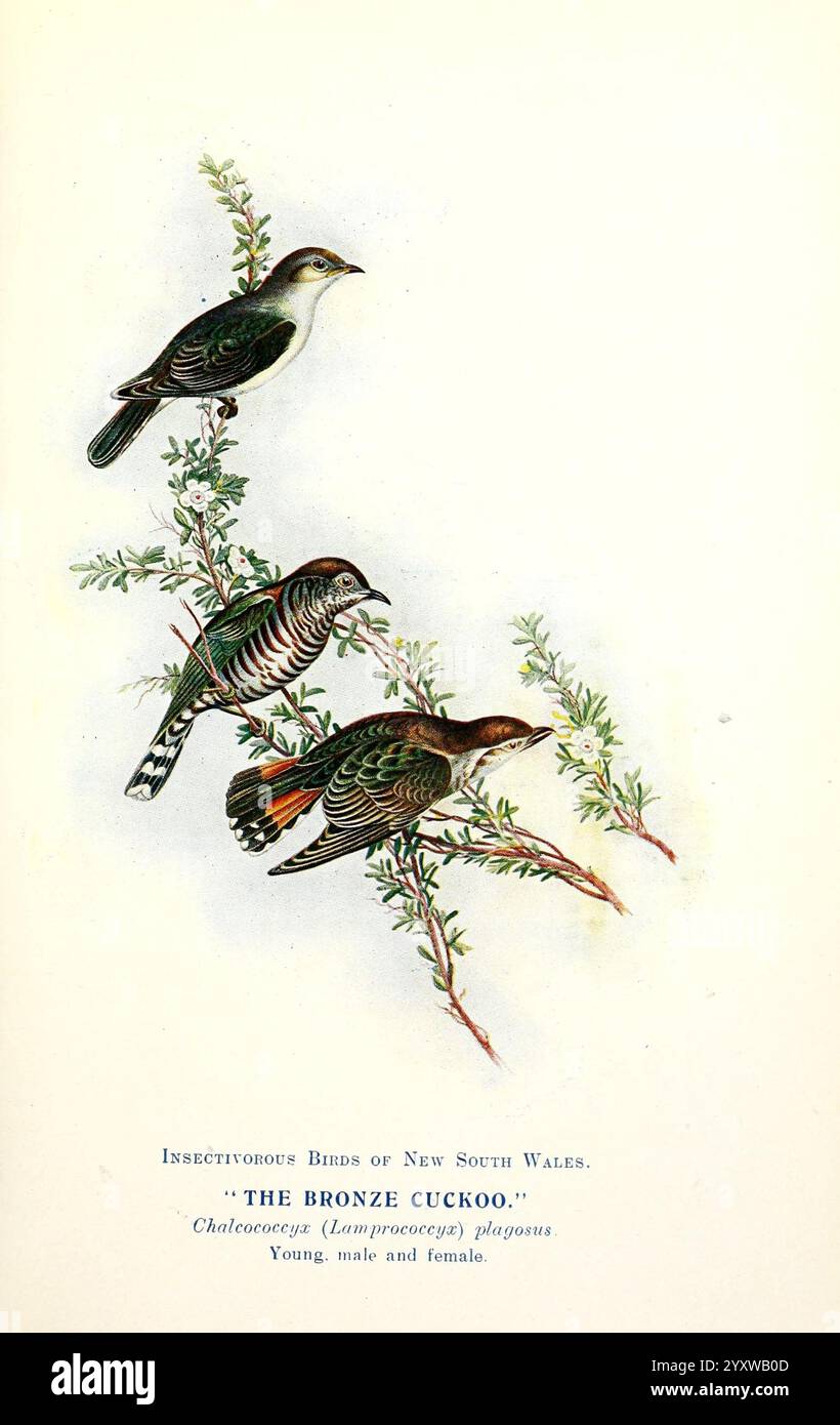 Three branches of government hi-res stock photography and images - Alamy