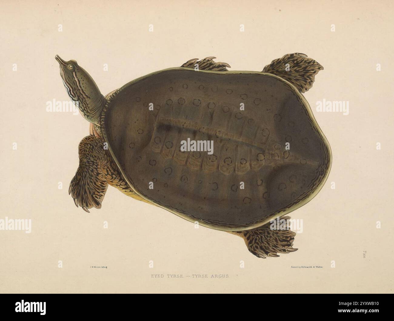 Faint lining hi-res stock photography and images - Alamy