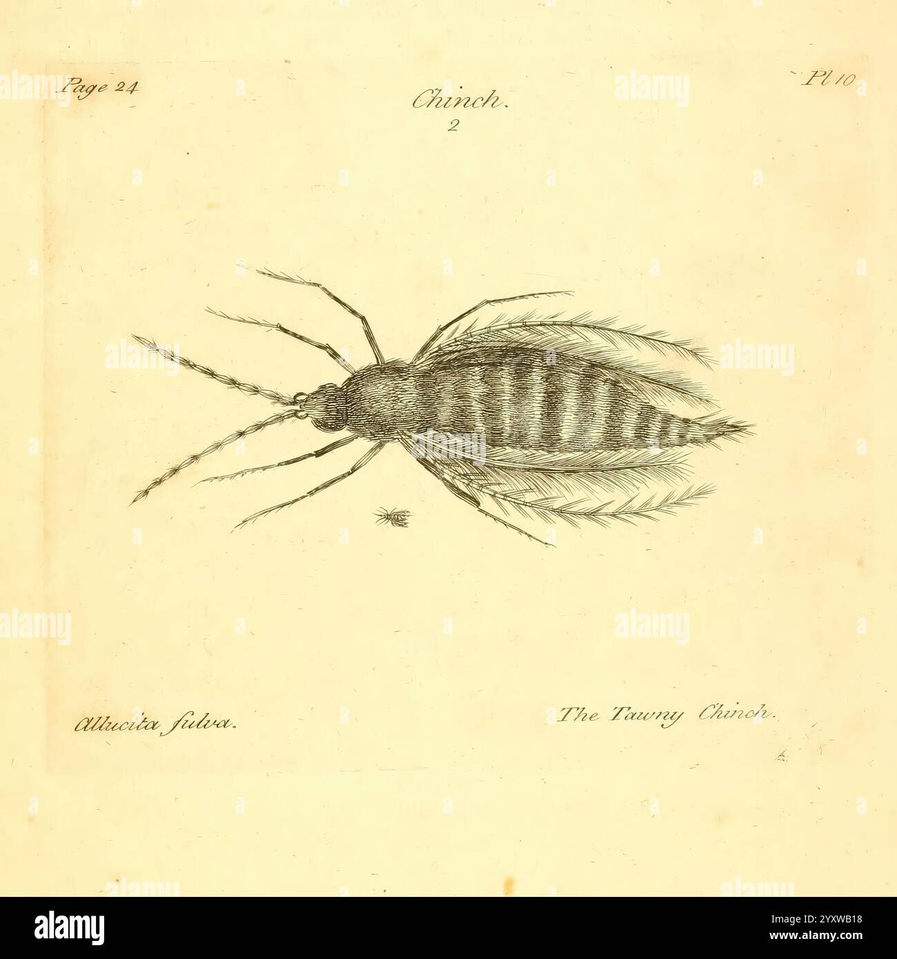 A decade of curious insects London, Printed for the author in St. James ...