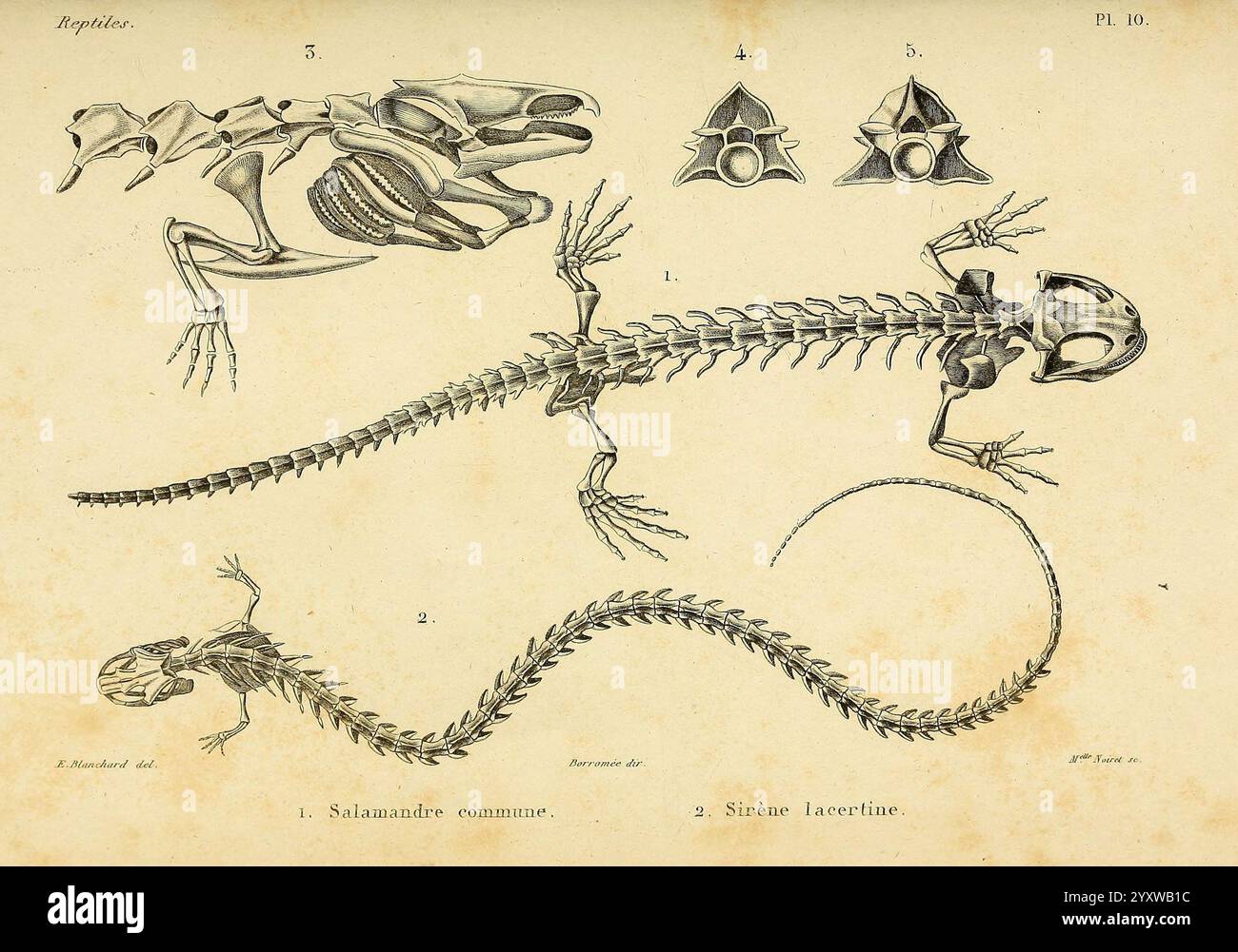 Complete skeletal structure hi-res stock photography and images - Alamy