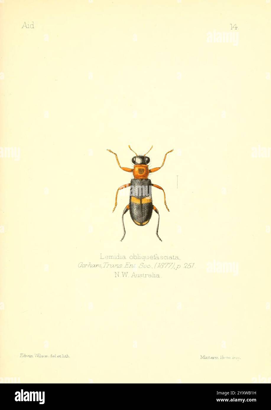 Species lamida obliquiceps hi-res stock photography and images - Alamy