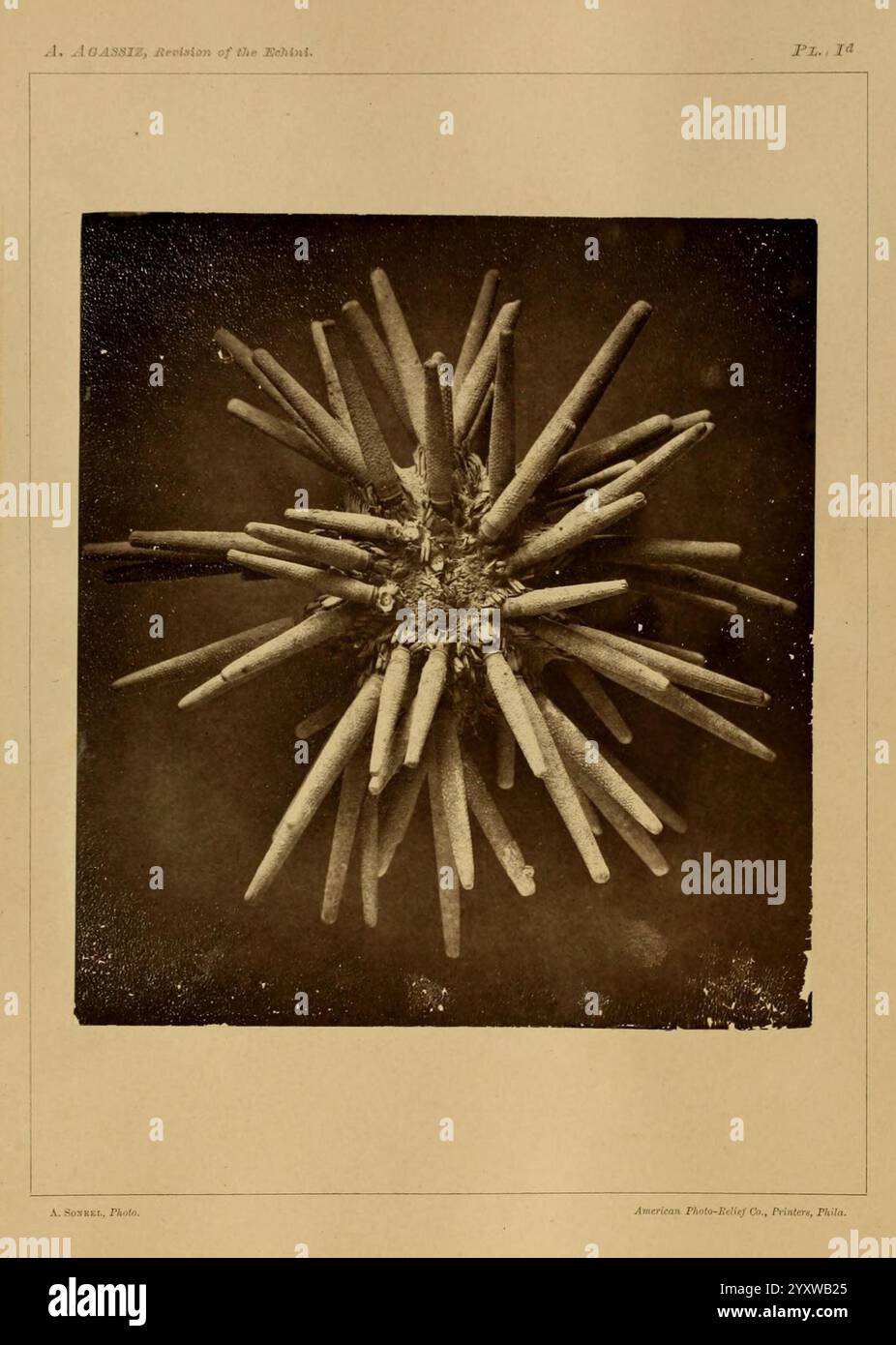 Revision of the Echini, Cambridge, Mass, University Press, 1872-1874 ...